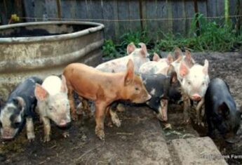 Important Piglet Care Facts to Know - Countryside